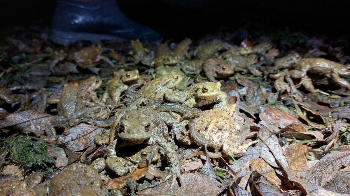 Expert geeft uitleg over paddenoverzet | GVA